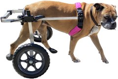 5 Best Dog Wheelchairs - Nov. 2022 - BestReviews